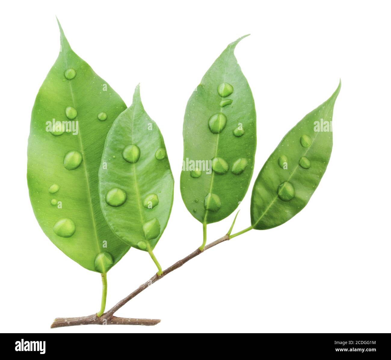 Plant ficus Cut Out Stock Images & Pictures - Alamy