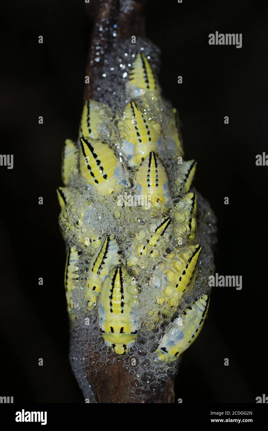 Spittle Bug High Resolution Stock Photography and Images - Alamy