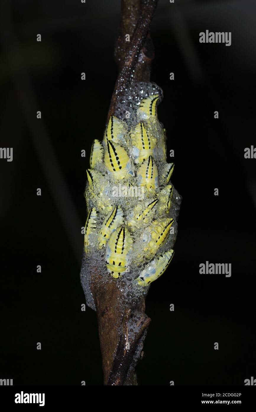 Spittle Bug High Resolution Stock Photography and Images - Alamy