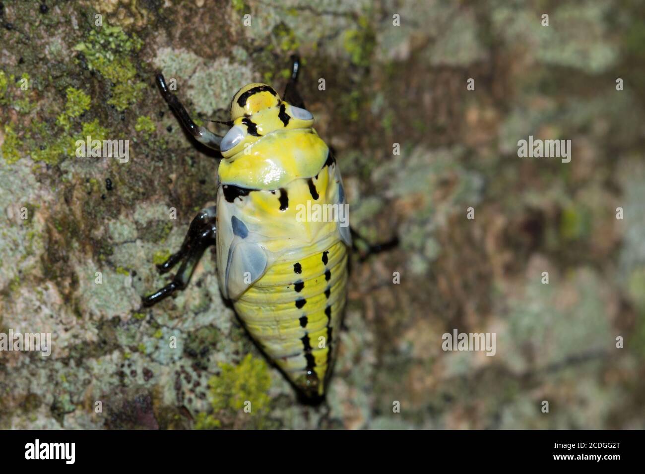 Spittle Insect High Resolution Stock Photography and Images - Alamy