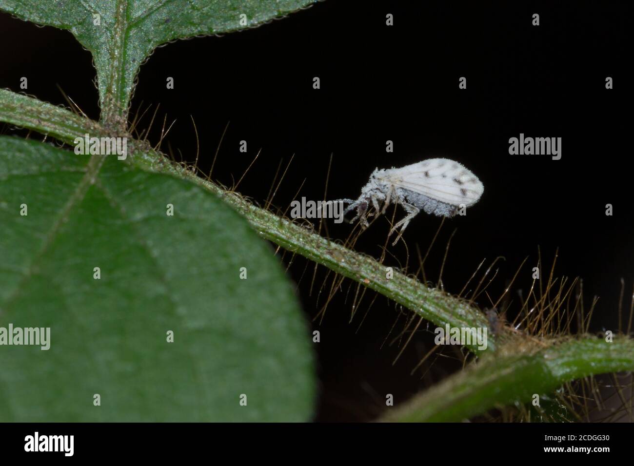 White cotton scale bug on a brown plant stem, Cape Town, South Africa ...