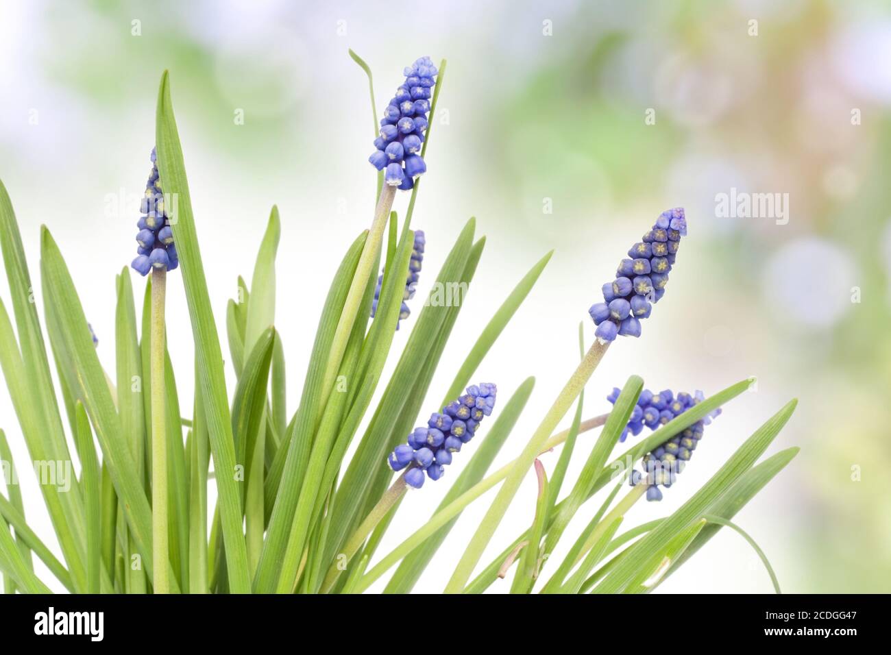 First springs flowers background Stock Photo - Alamy