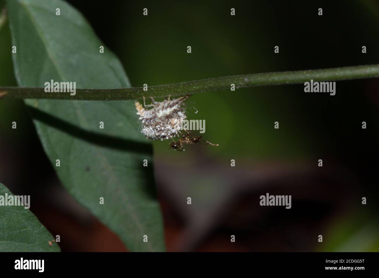 White cotton scale bug on a brown plant stem, Cape Town, South Africa ...