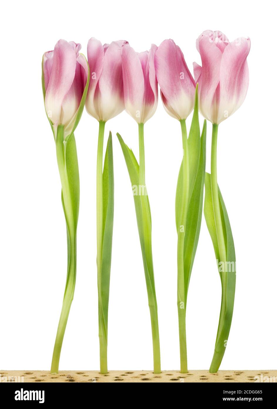 Rare tulips hi-res stock photography and images - Alamy