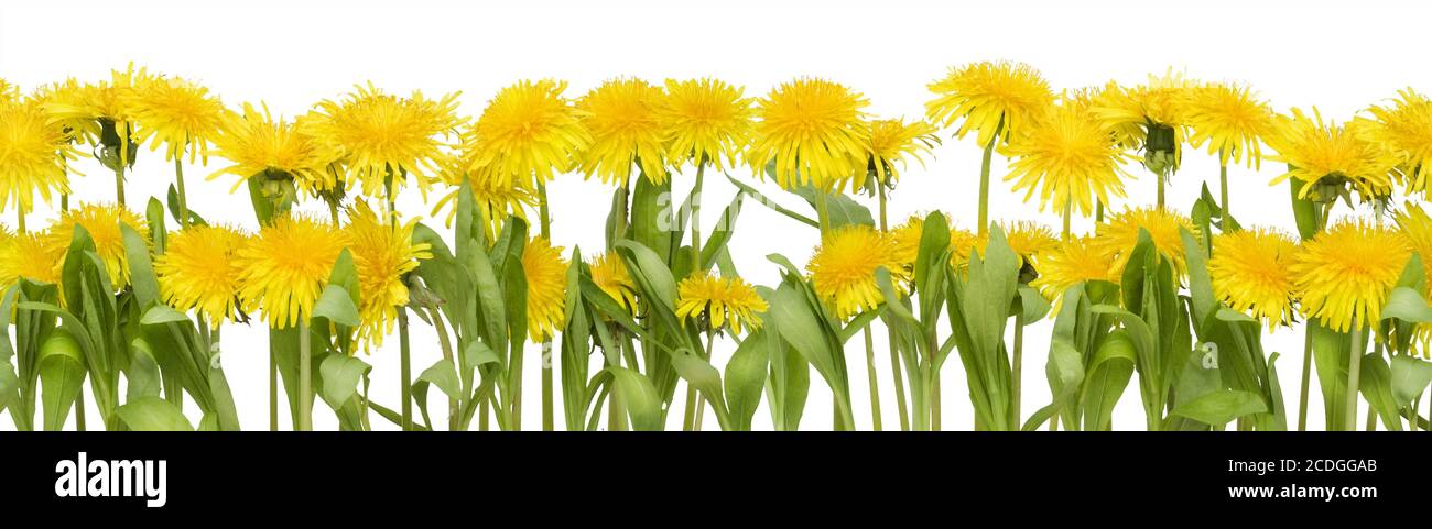 Real spring flowers border Stock Photo - Alamy