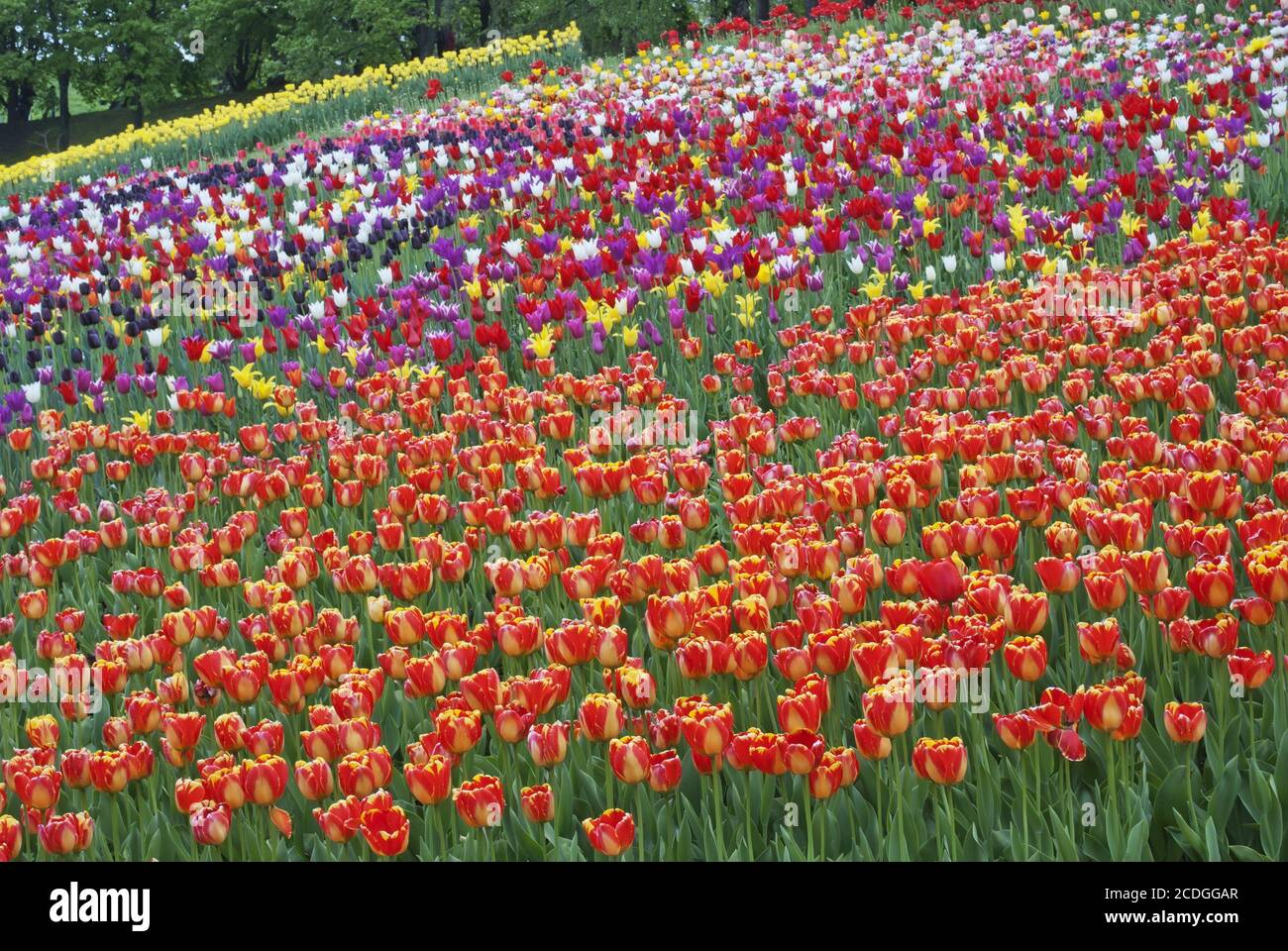 Tulips grow on a meadow background Stock Photo - Alamy
