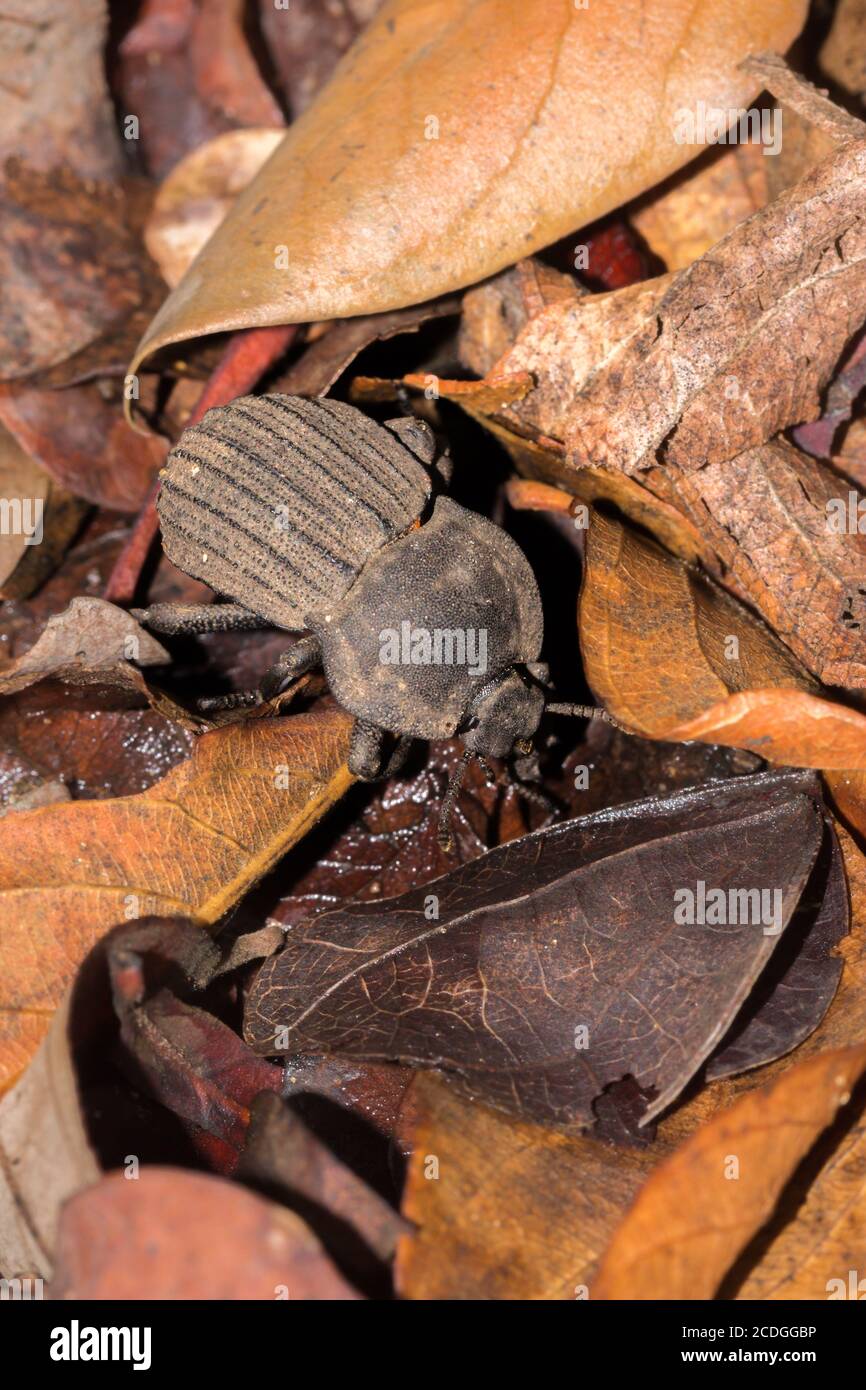 Giant dung beetle hi-res stock photography and images - Alamy