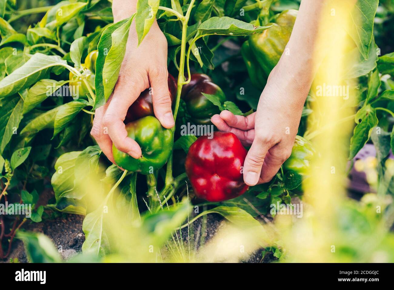 Closeup of hands picking peppers from the plant Stock Photo - Alamy