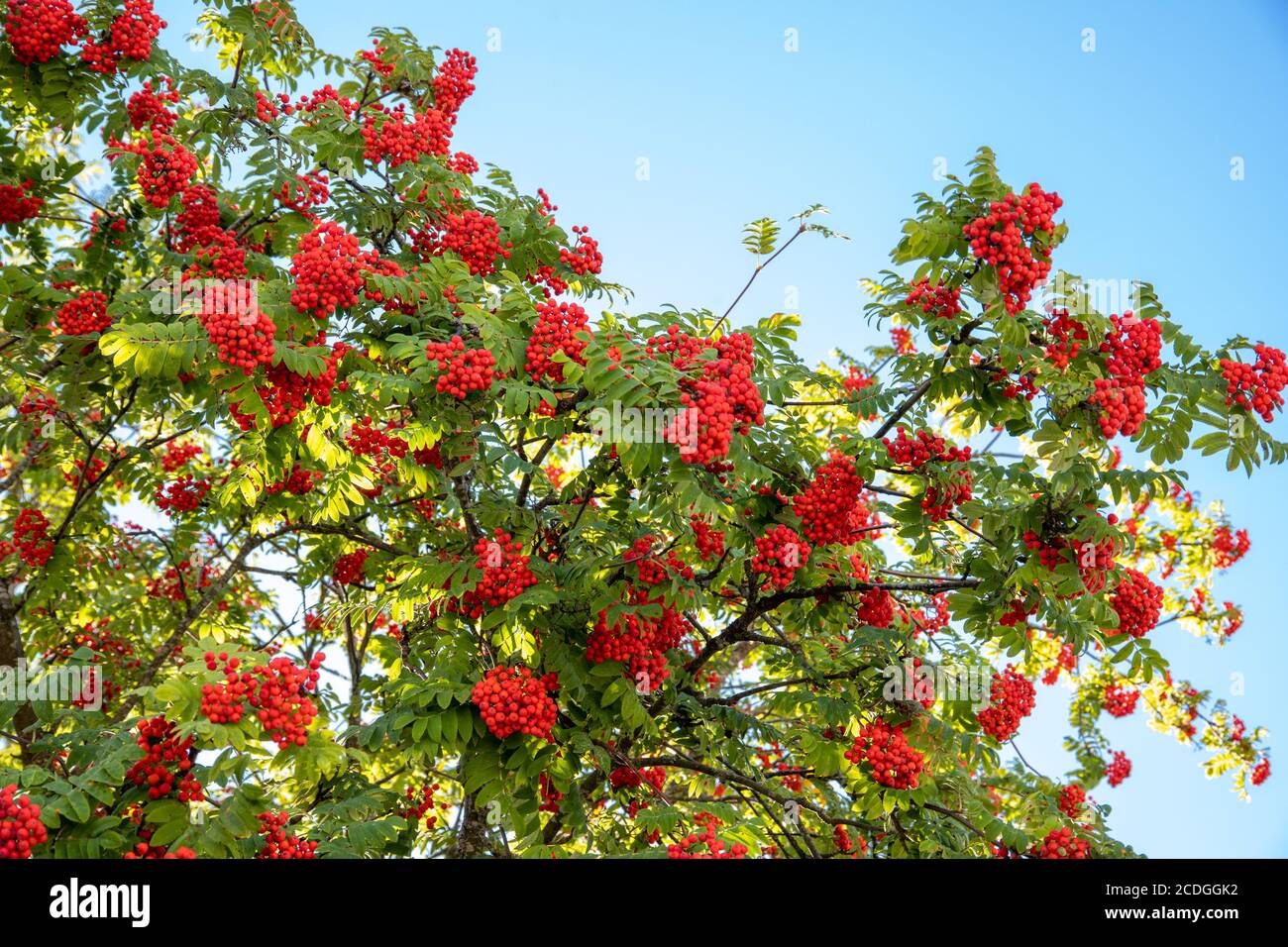 Low angle shot of a rowan tree under the sunlight at daytime Stock ...