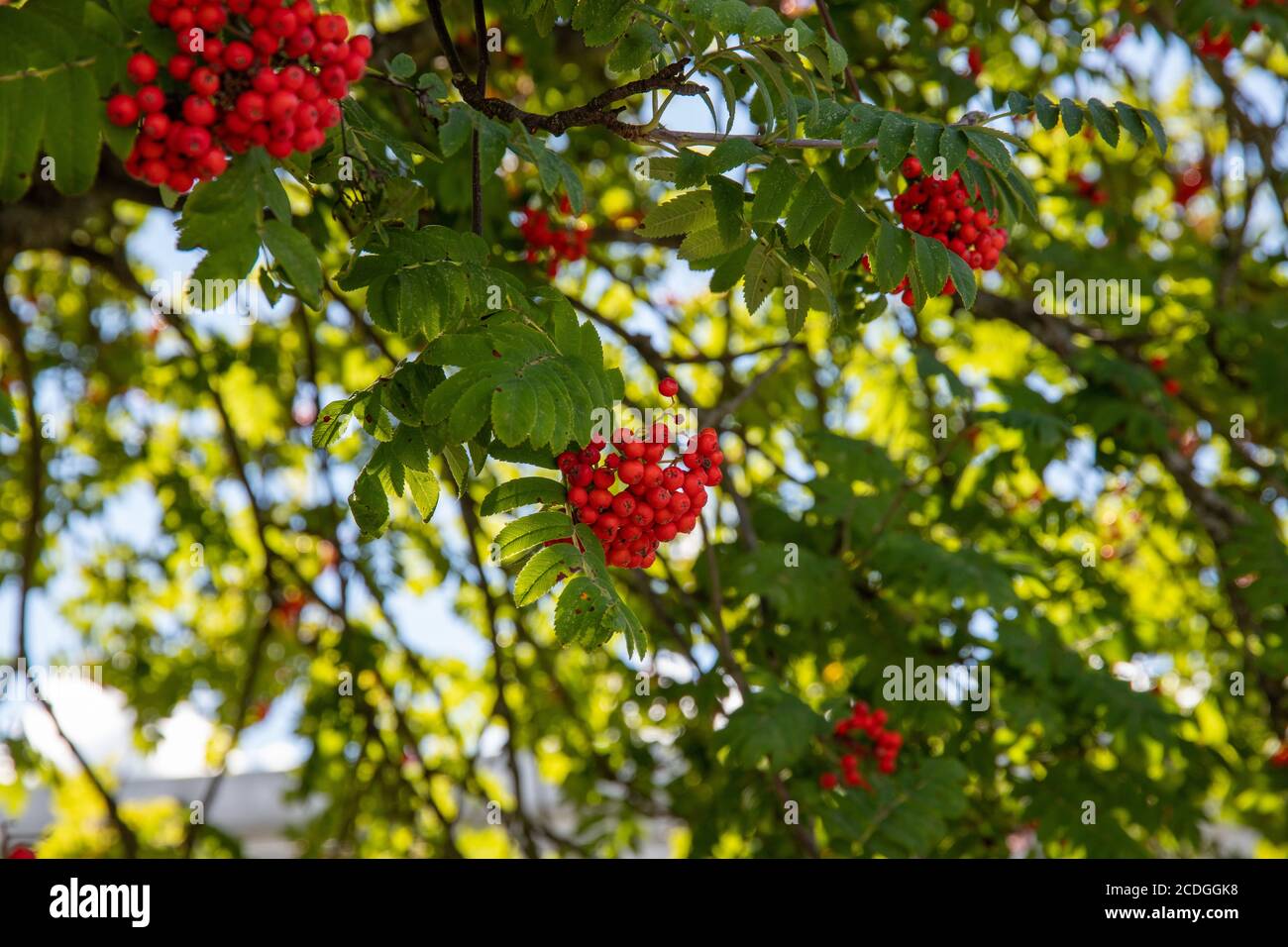 Low angle shot of a rowan tree under the sunlight at daytime Stock ...