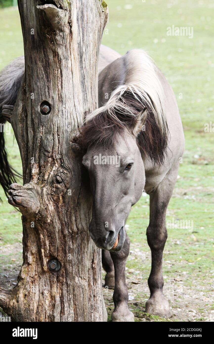 Tarpan equus ferus hi-res stock photography and images - Alamy
