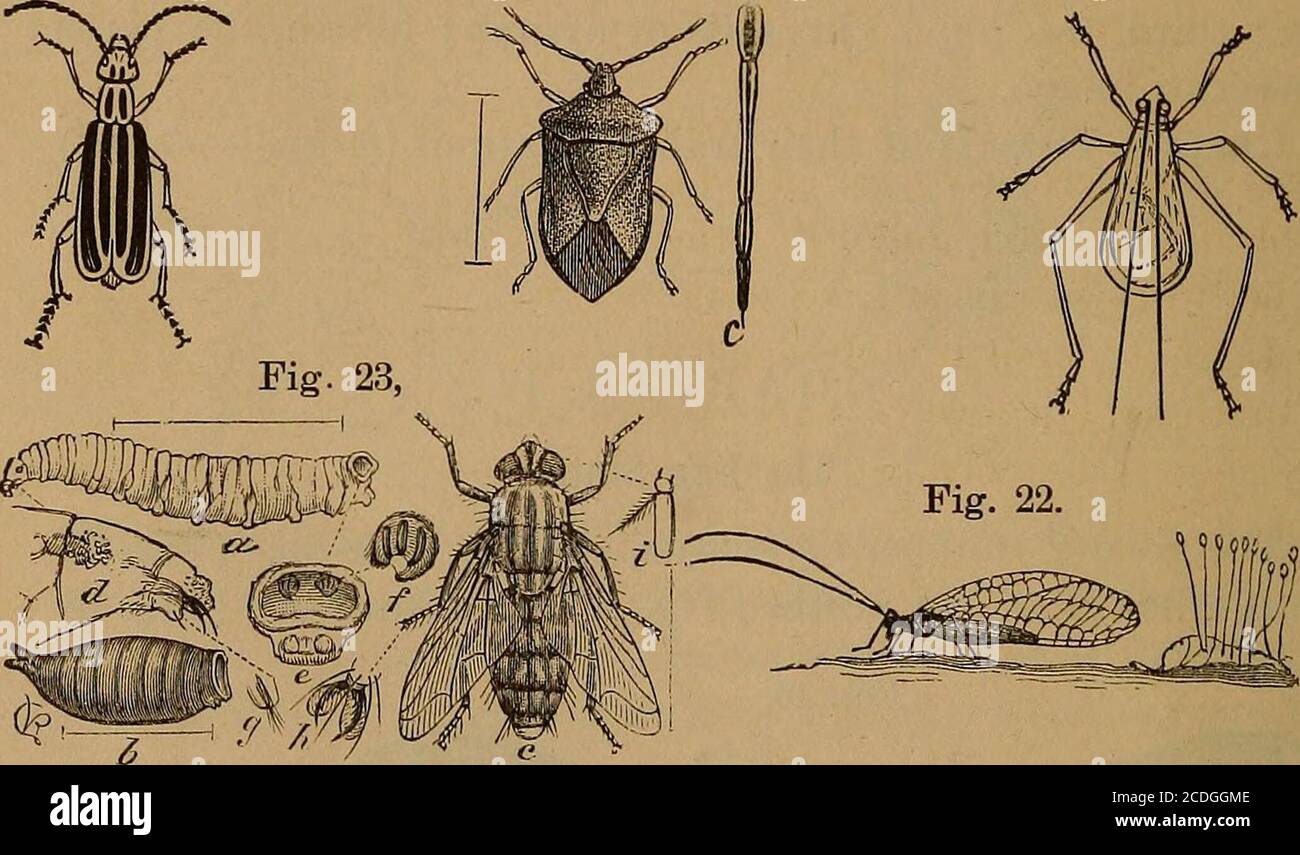 . Insects, injurious and beneficial, their natural history and ...