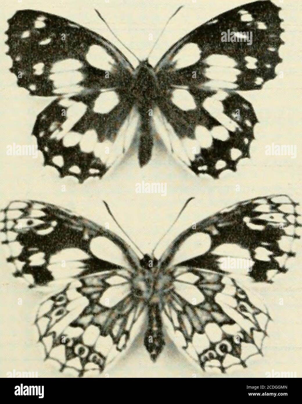 Heterozygote High Resolution Stock Photography and Images - Alamy