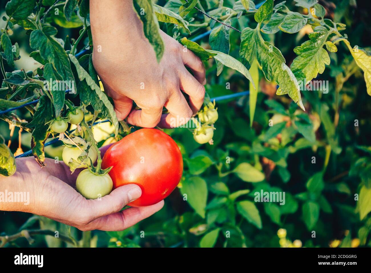 Closeup of hands picking tomatoes from the plant Stock Photo - Alamy