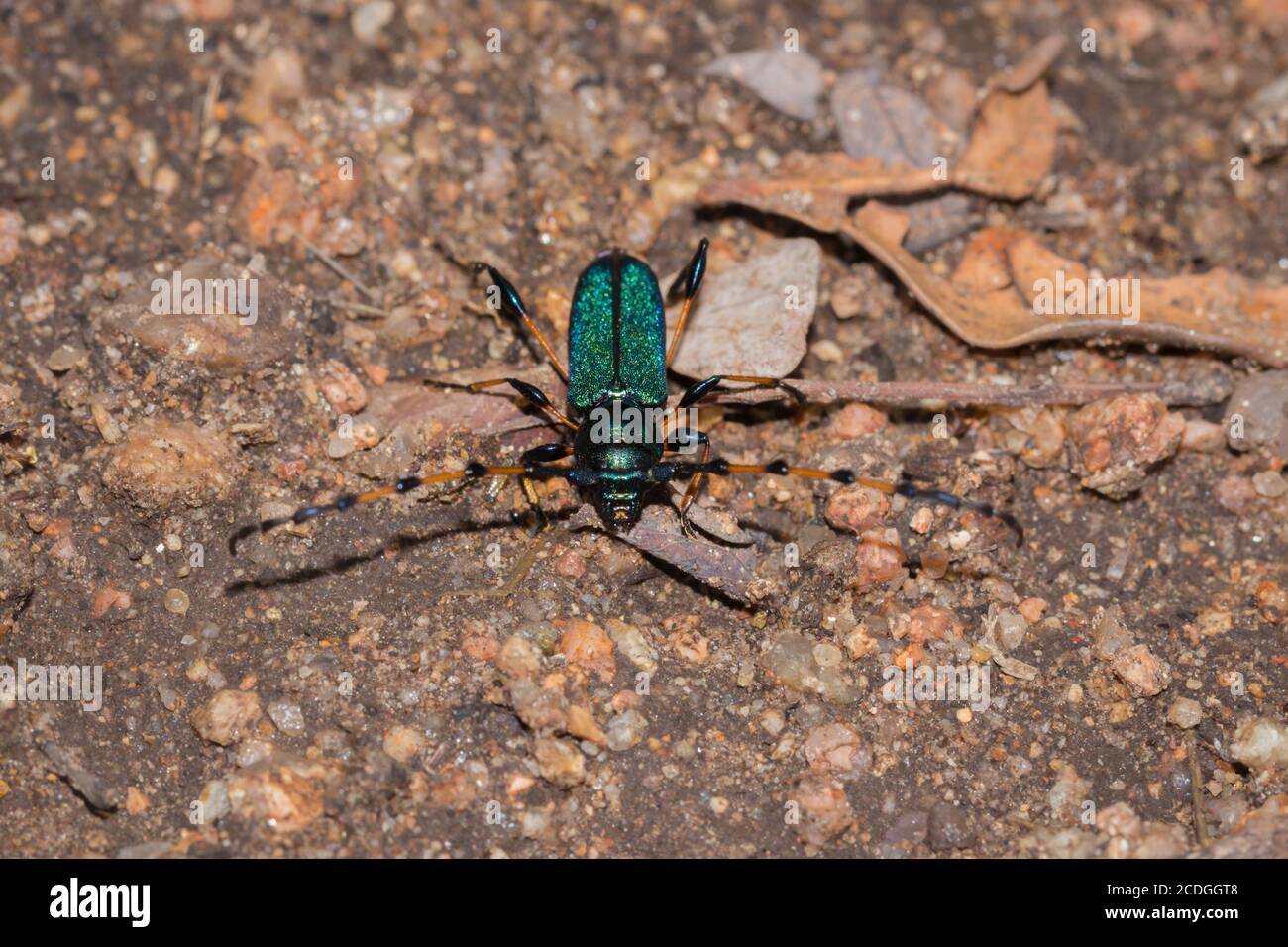 Blue Metallic Beetle High Resolution Stock Photography and Images - Alamy