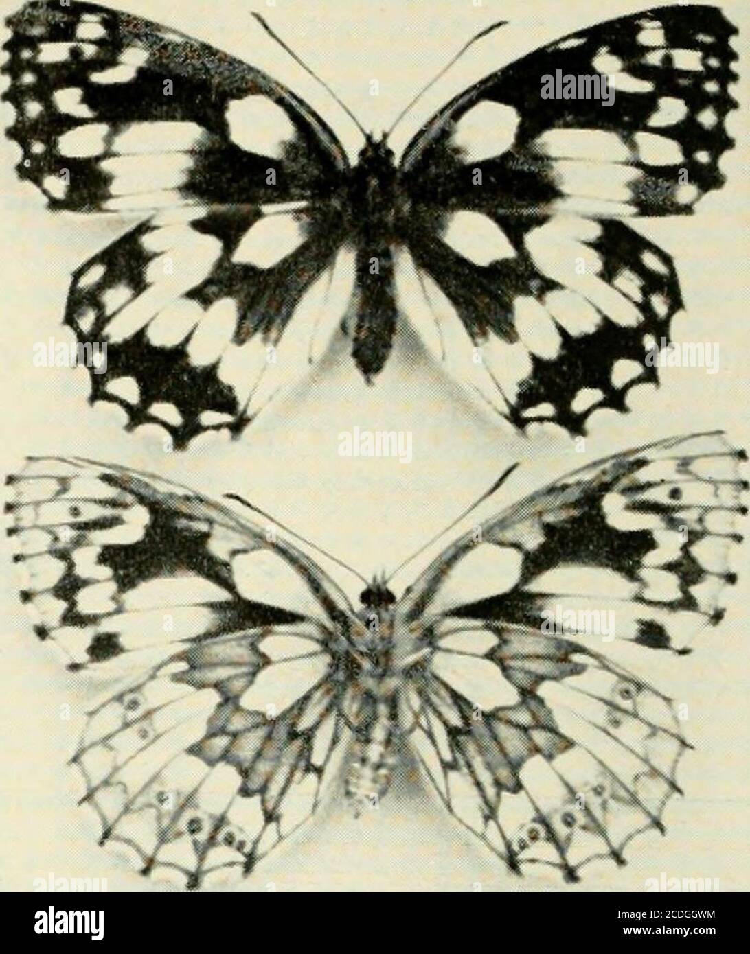 . The Entomologist's record and journal of variation . HETEROZYGOTE ...