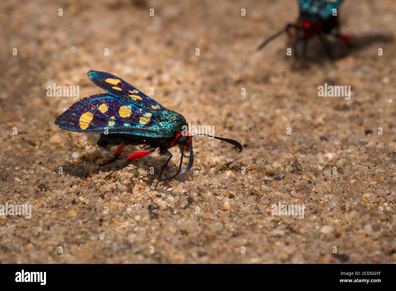 Heady Maiden moth (Amata cerbera), Kruger National Park, South Africa ...