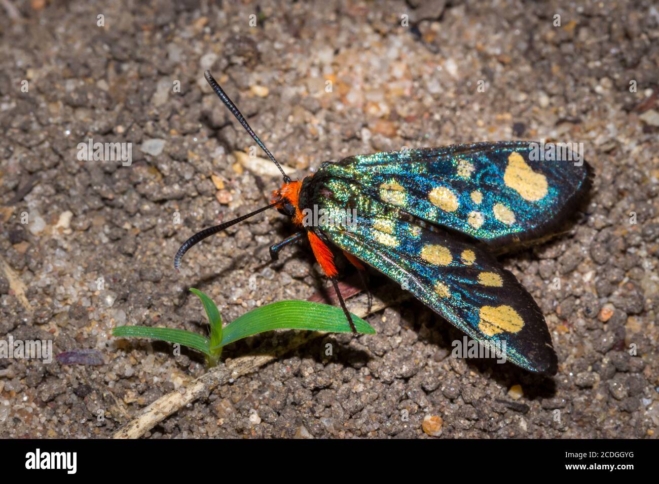 Heady Maiden moth (Amata cerbera), Kruger National Park, South Africa ...