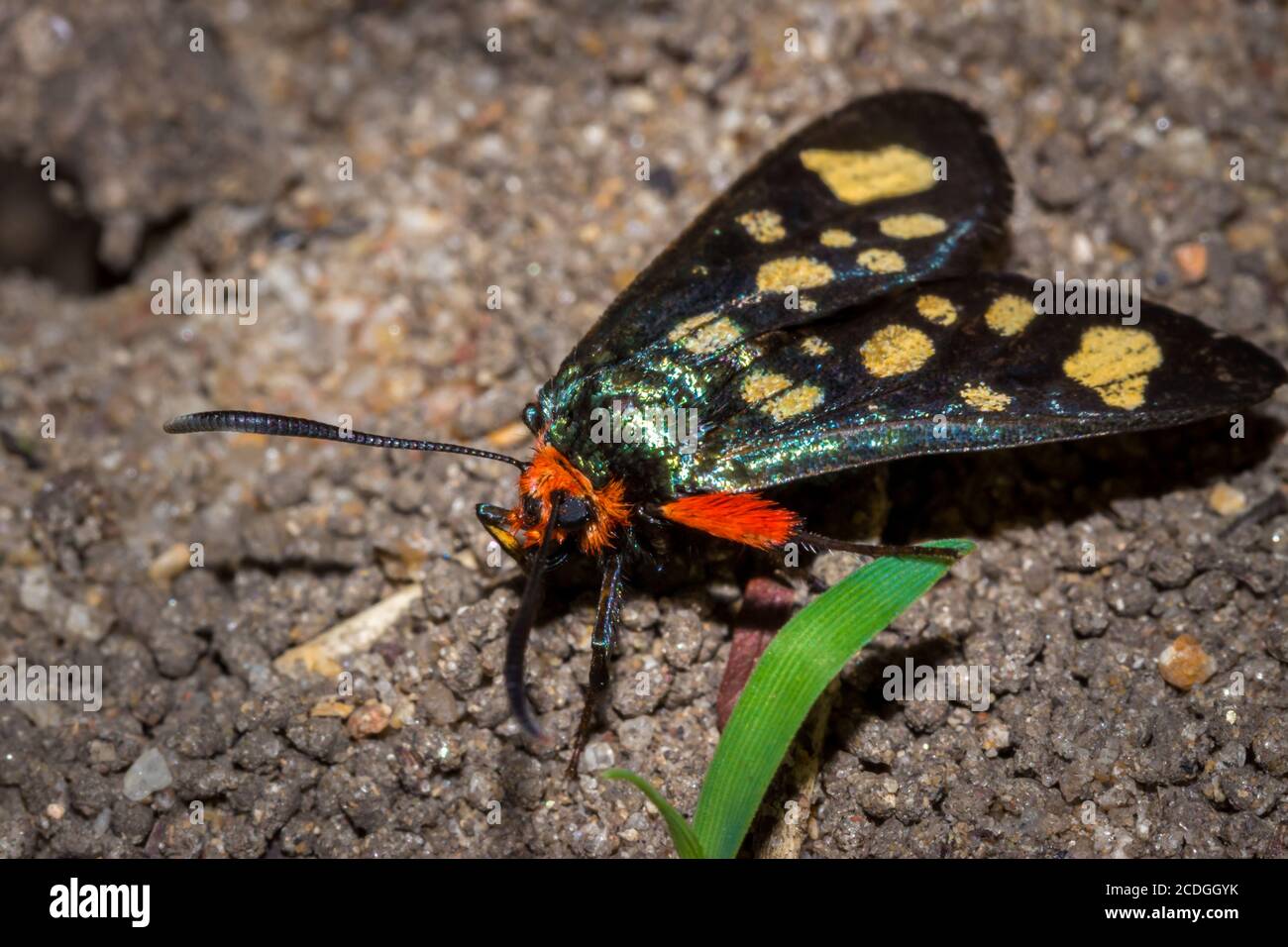 Heady Maiden moth (Amata cerbera), Kruger National Park, South Africa ...