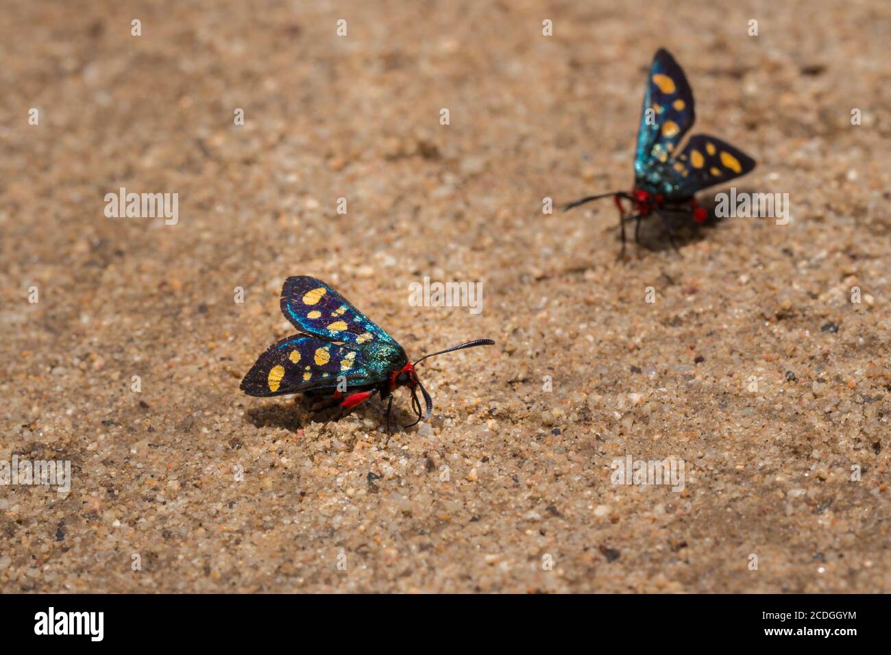 Heady Maiden moth (Amata cerbera), Kruger National Park, South Africa ...