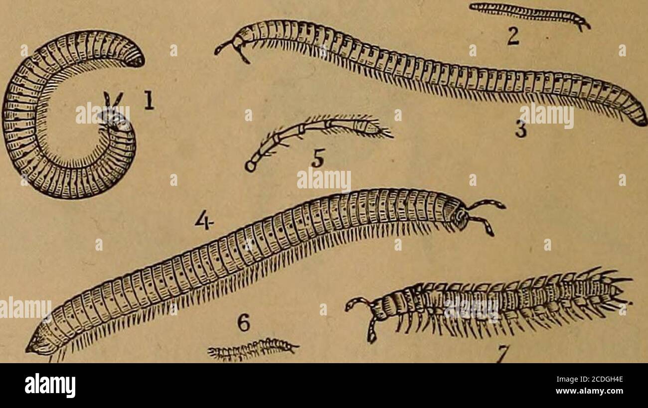 Forceps like hi-res stock photography and images - Alamy