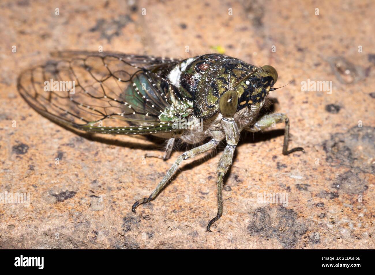 Green and white spotted Cicada beetle (Cicadidae), Kruger National Park ...