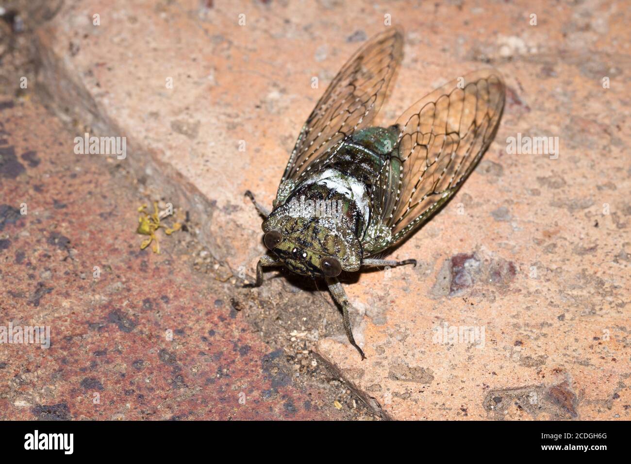 Green and white spotted Cicada beetle (Cicadidae), Kruger National Park ...