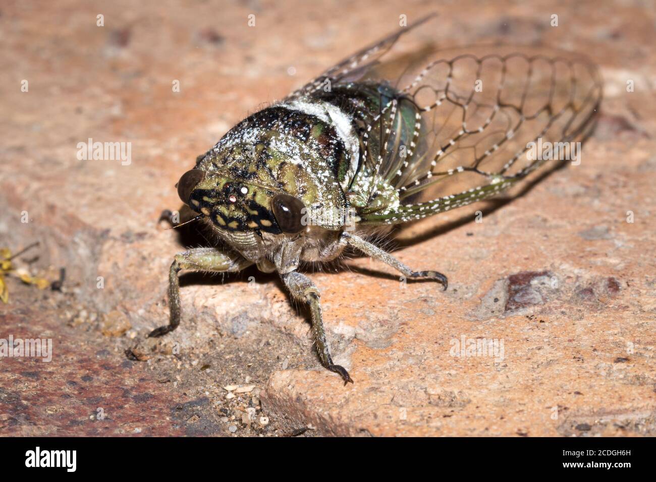 Green and white spotted Cicada beetle (Cicadidae), Kruger National Park ...
