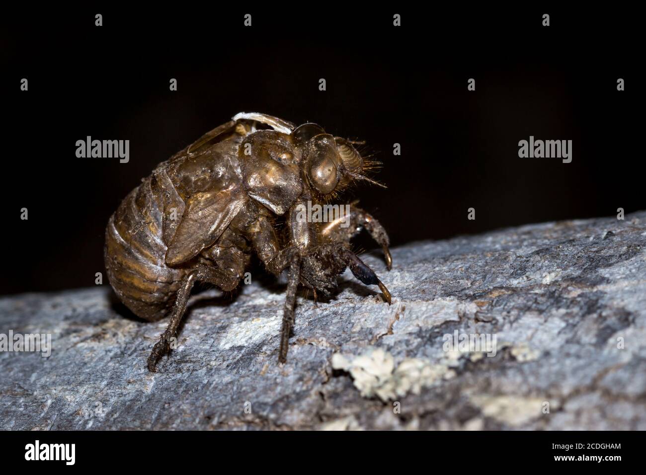 To shell blotches hi-res stock photography and images - Alamy