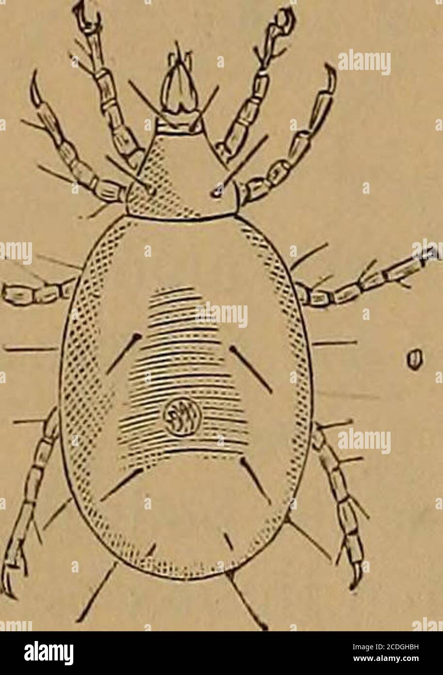. Insects, injurious and beneficial, their natural history and ...