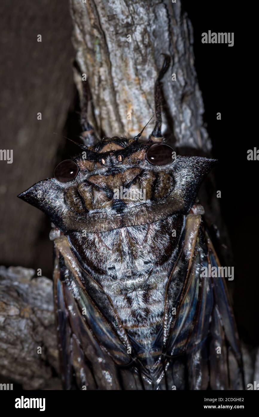 Axe Head Cicada (Oxypleura lenihani), Kruger National Park, South ...