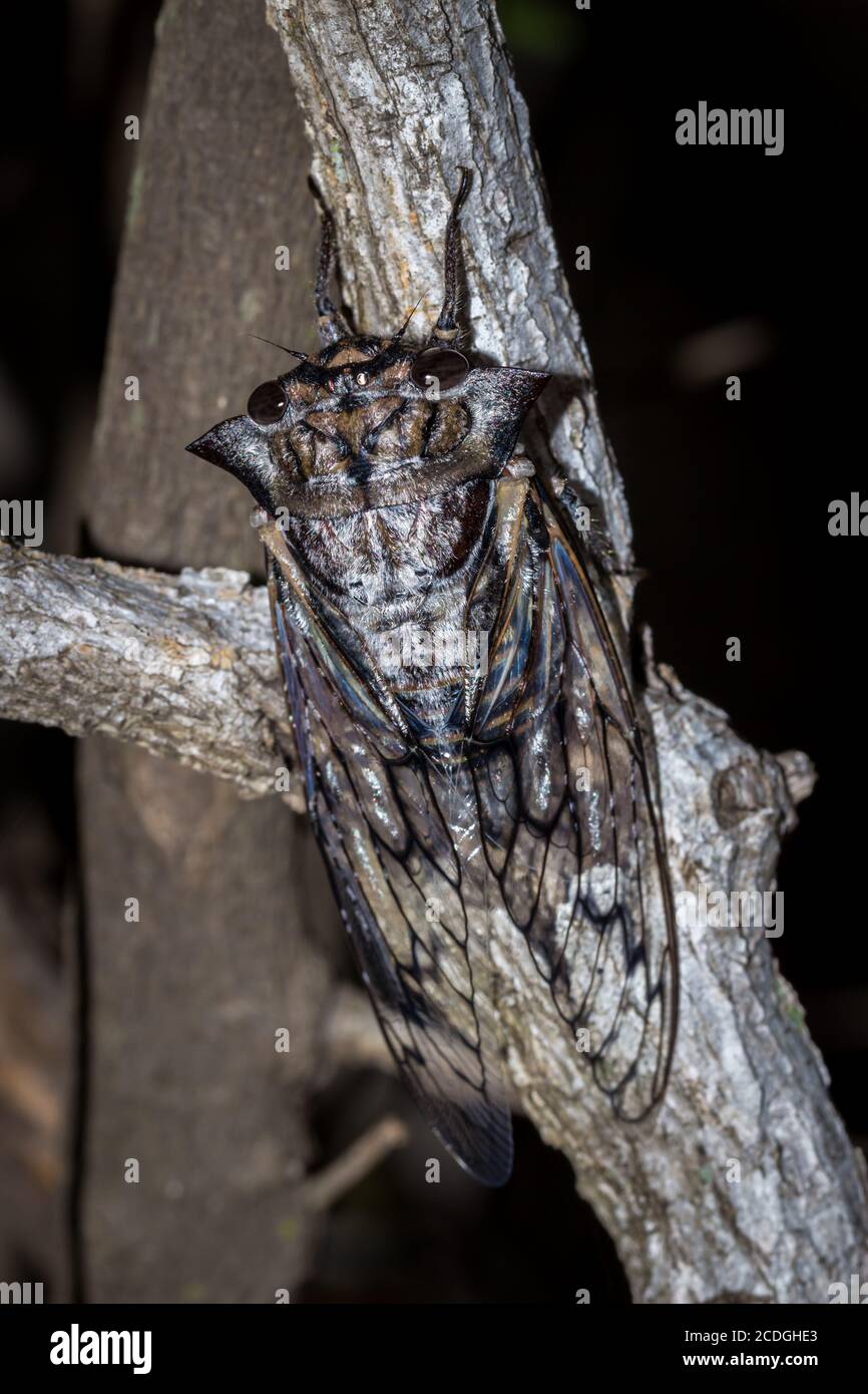 Axe Head Cicada (Oxypleura lenihani), Kruger National Park, South ...