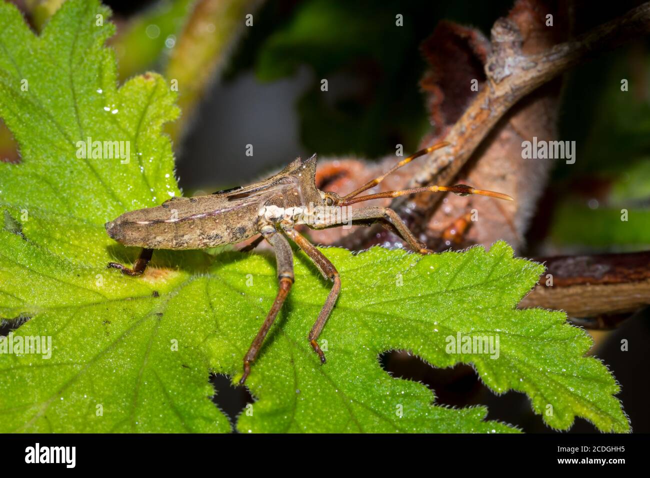 Twig wilter bug (Holopterna alata), Cape Town, South Africa Stock Photo ...