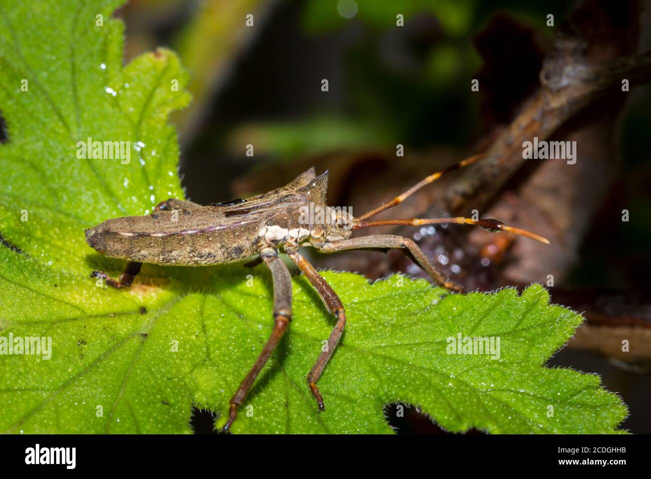 Twig wilter bug (Holopterna alata), Cape Town, South Africa Stock Photo ...