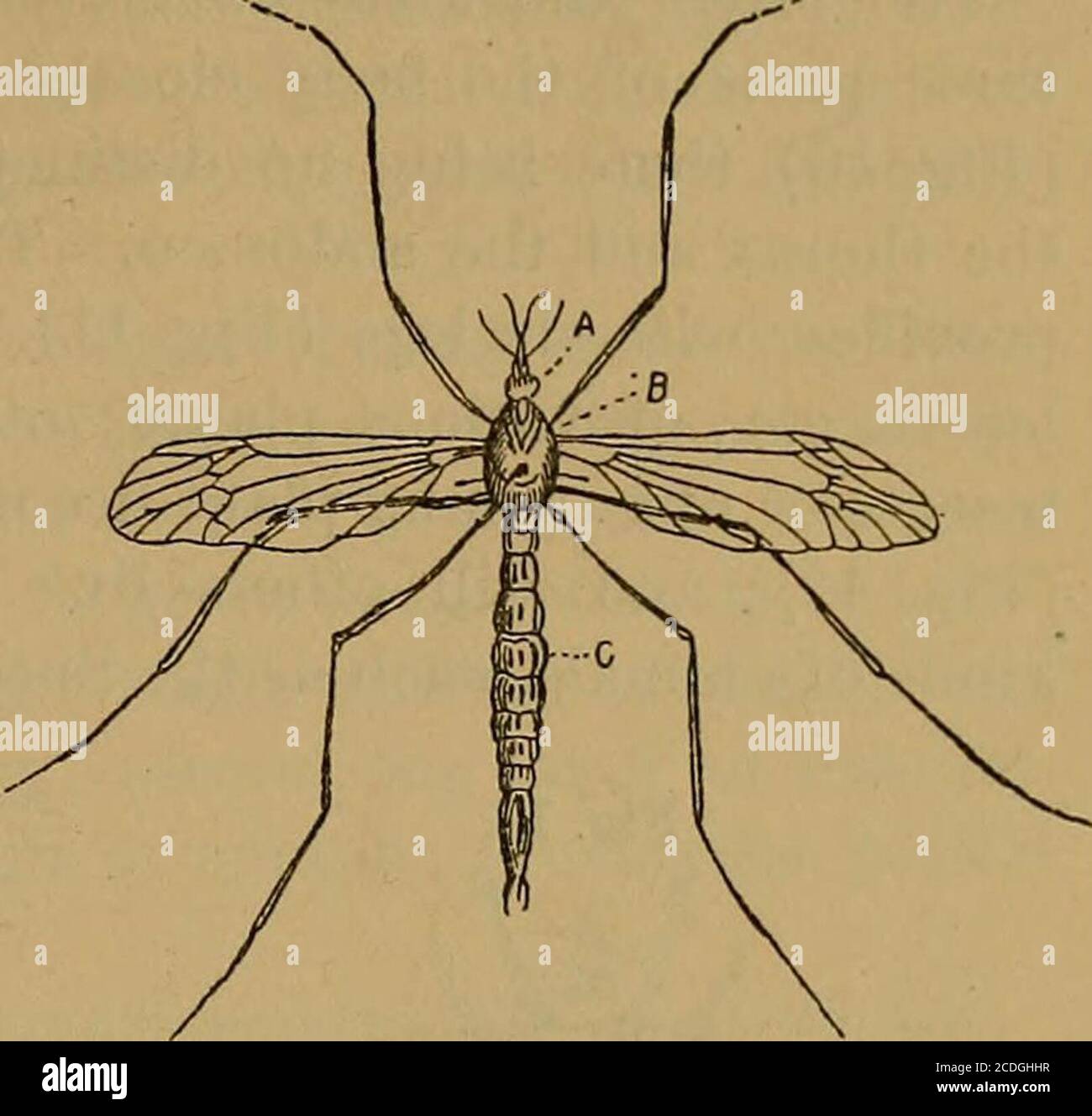 . Insects, injurious and beneficial, their natural history and ...