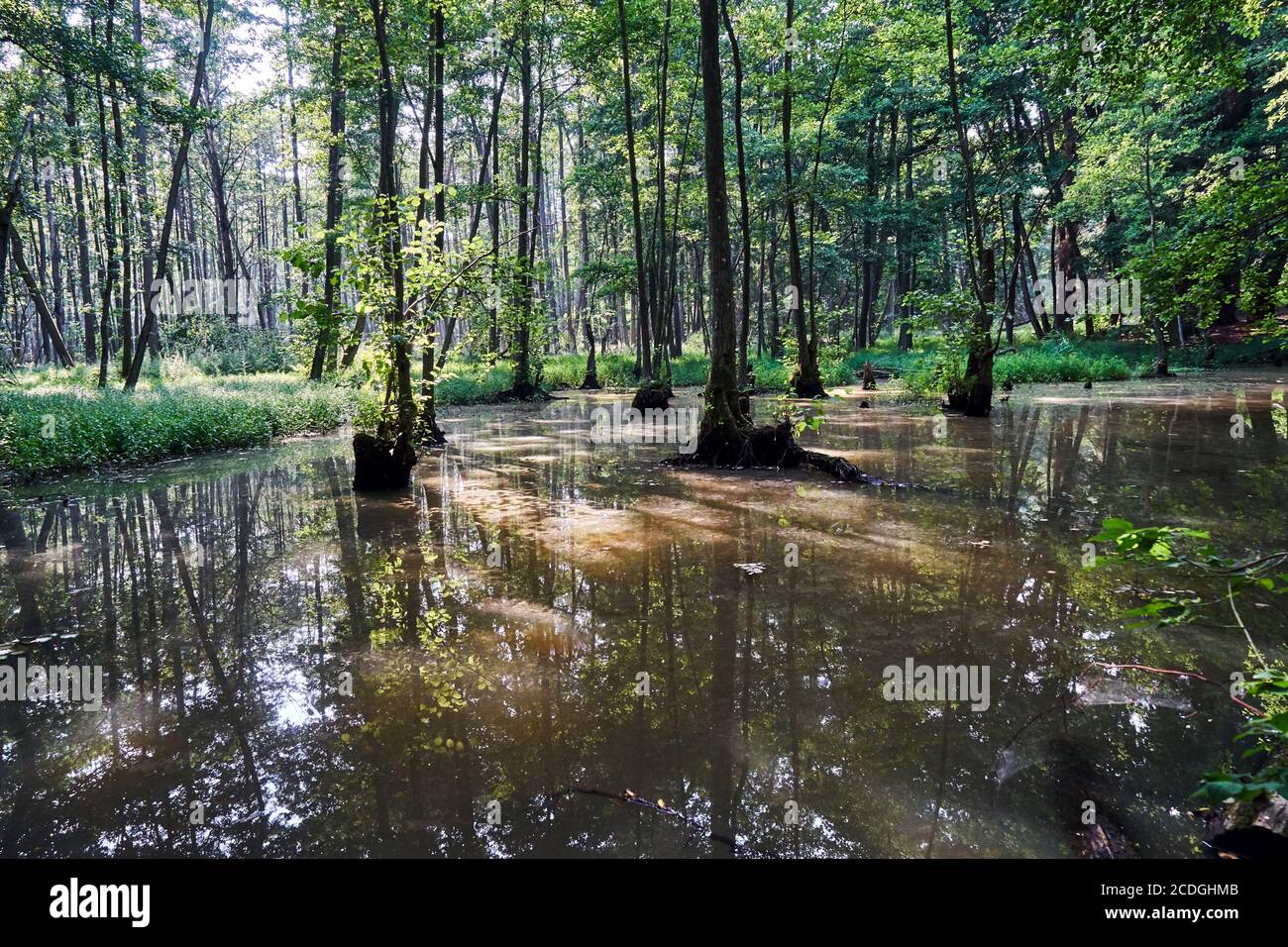 Deciduous trees growing in a marshy area in a forest in Poland Stock ...