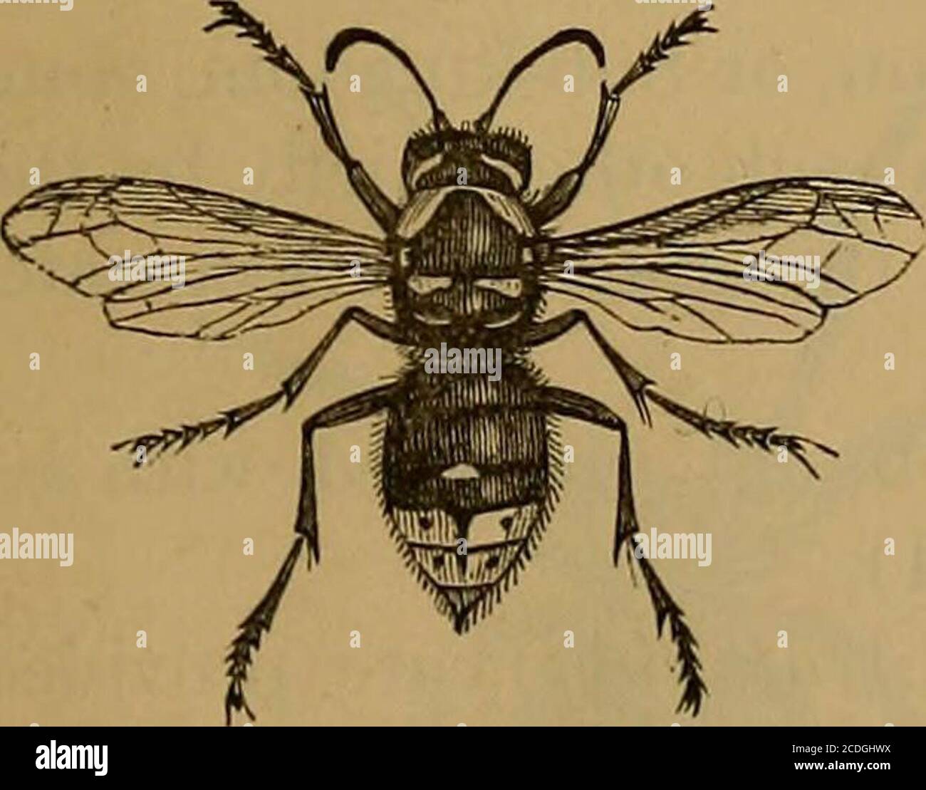 . Insects, injurious and beneficial, their natural history and ...