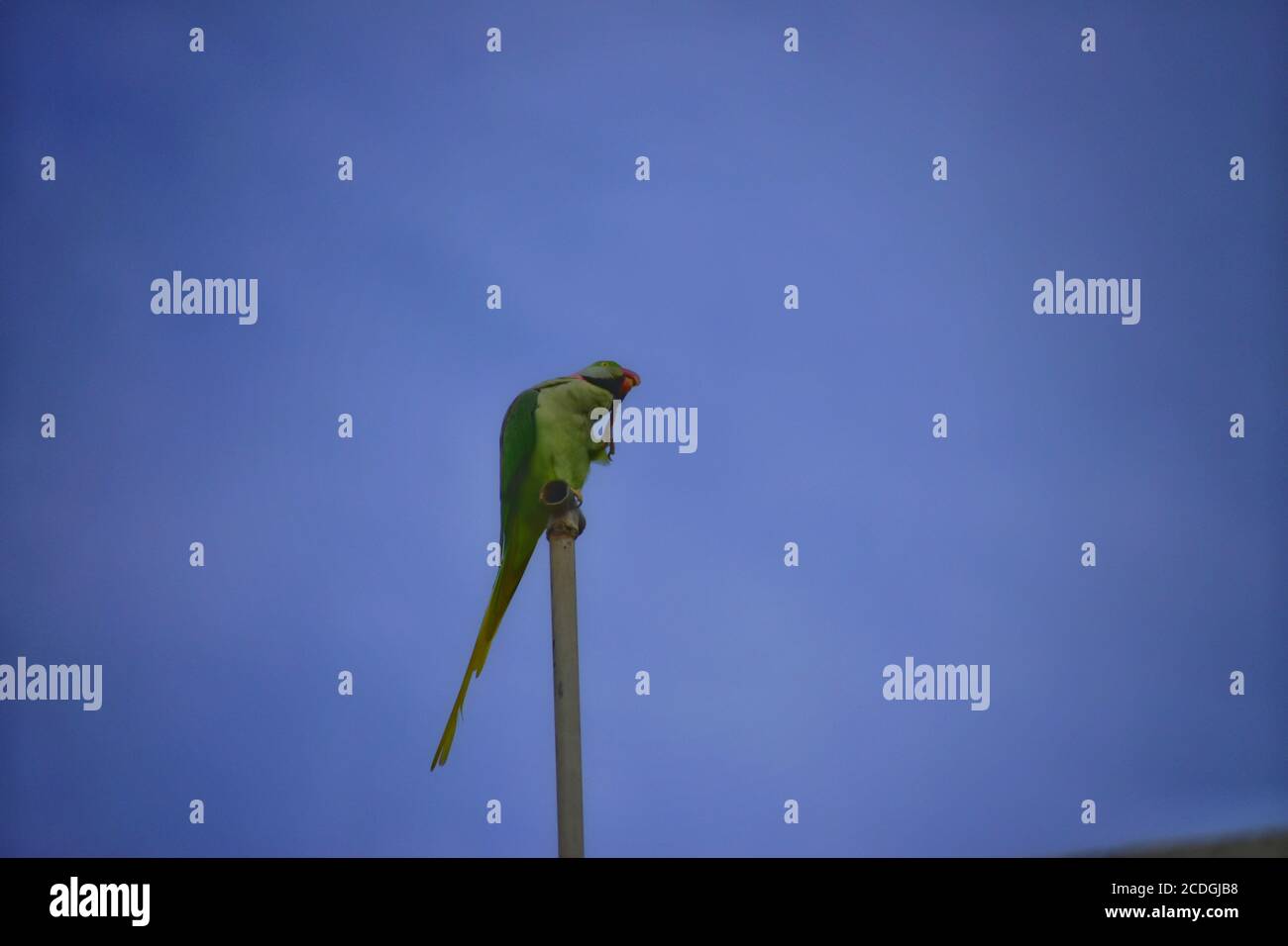 Indian ring neck green parakeet hi-res stock photography and images - Alamy
