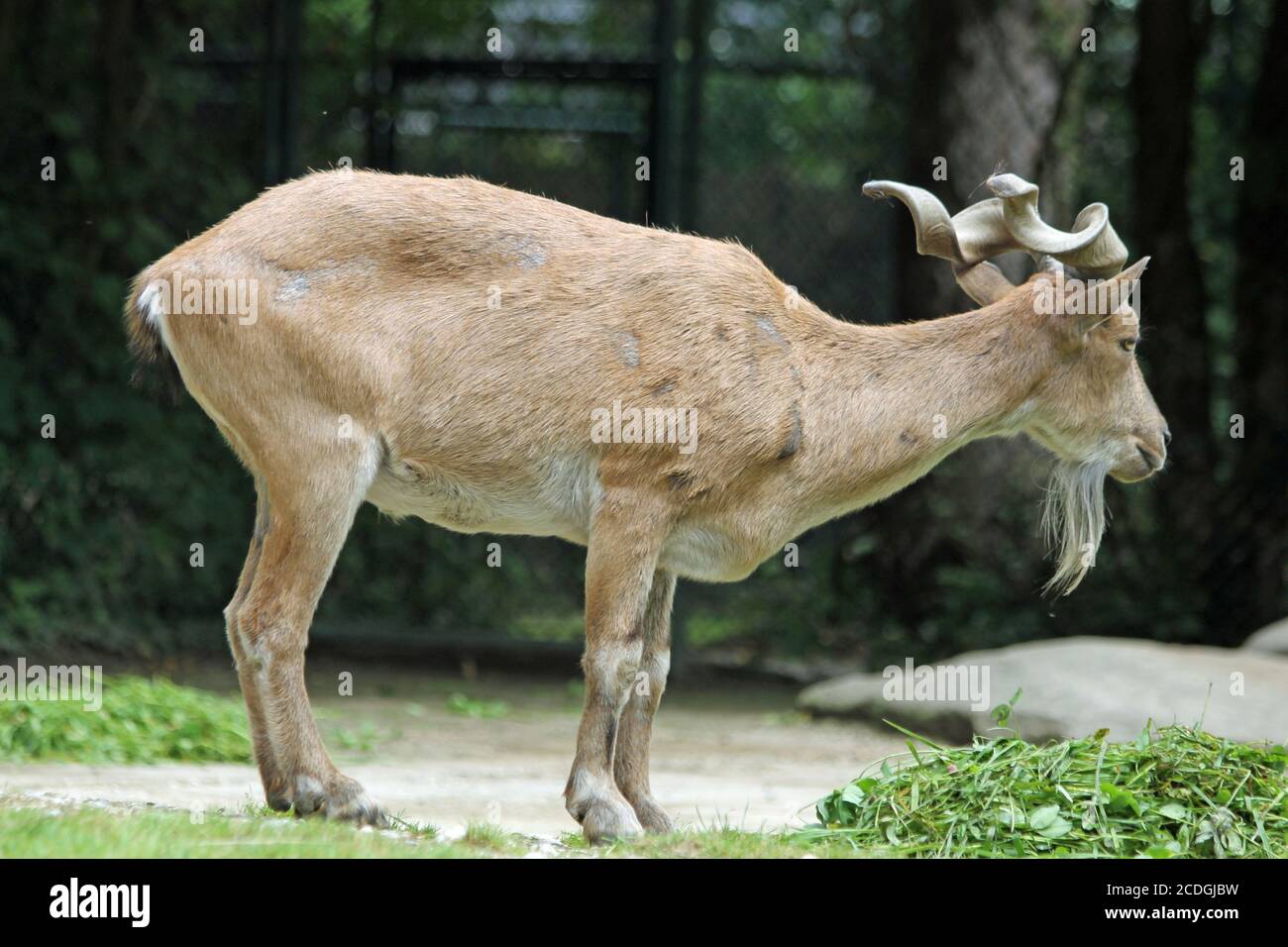 Markhor High Resolution Stock Photography and Images - Alamy