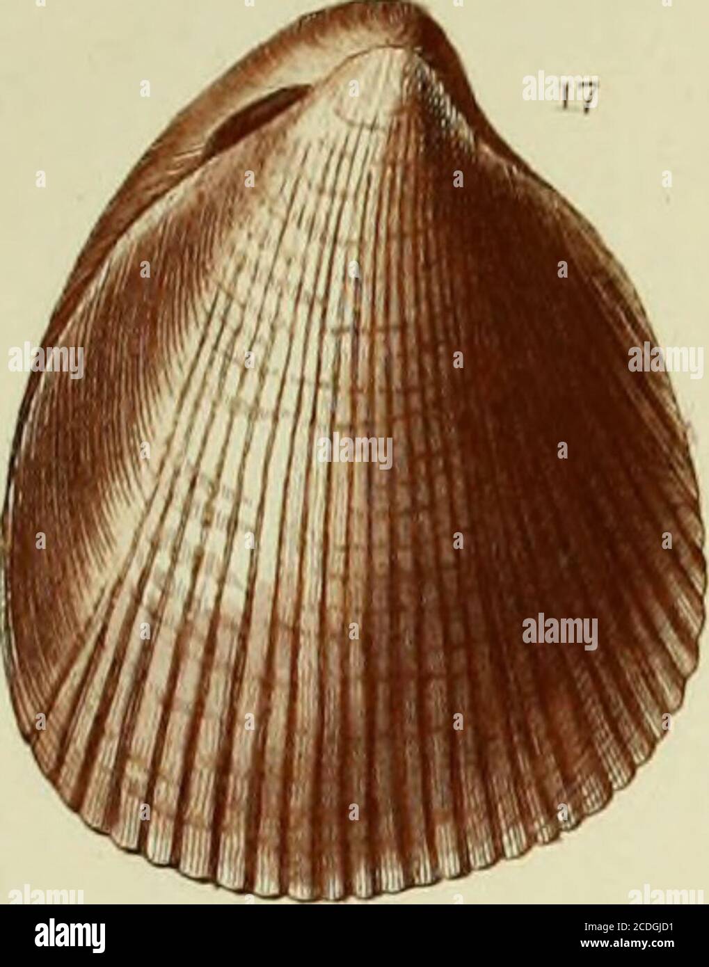 Jardines trevelyan hi-res stock photography and images - Alamy