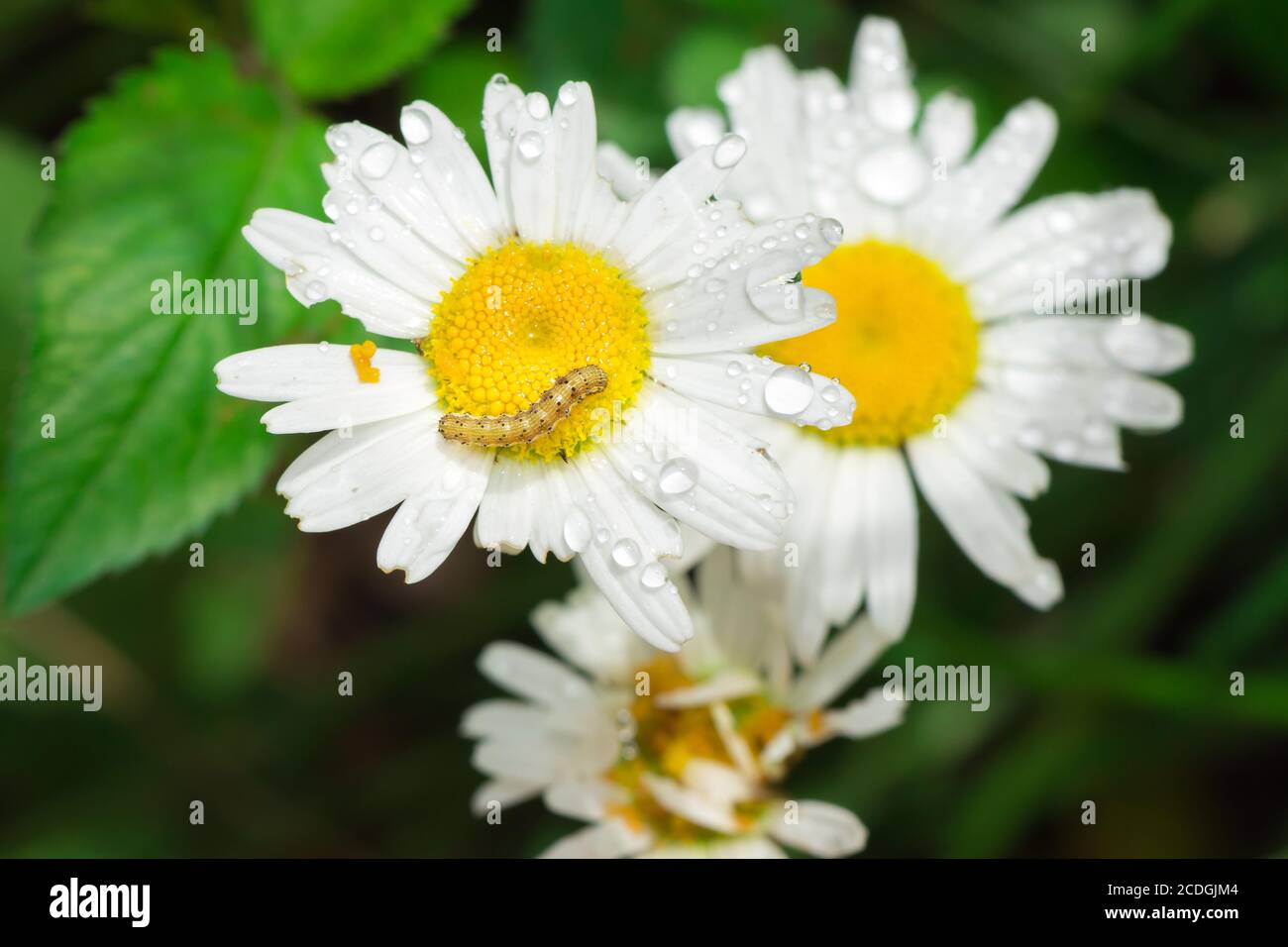Brown hairy caterpillar on a yellow daisy flower cover in dew drops ...