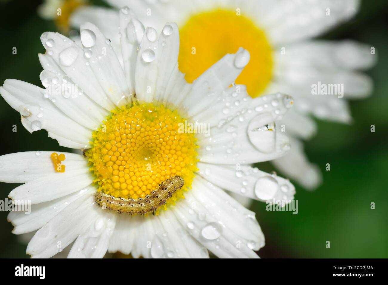 Brown hairy caterpillar on a yellow daisy flower cover in dew drops ...