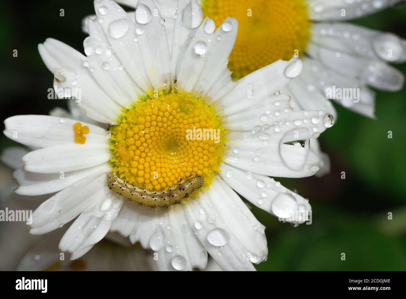 Brown hairy caterpillar on a yellow daisy flower cover in dew drops ...