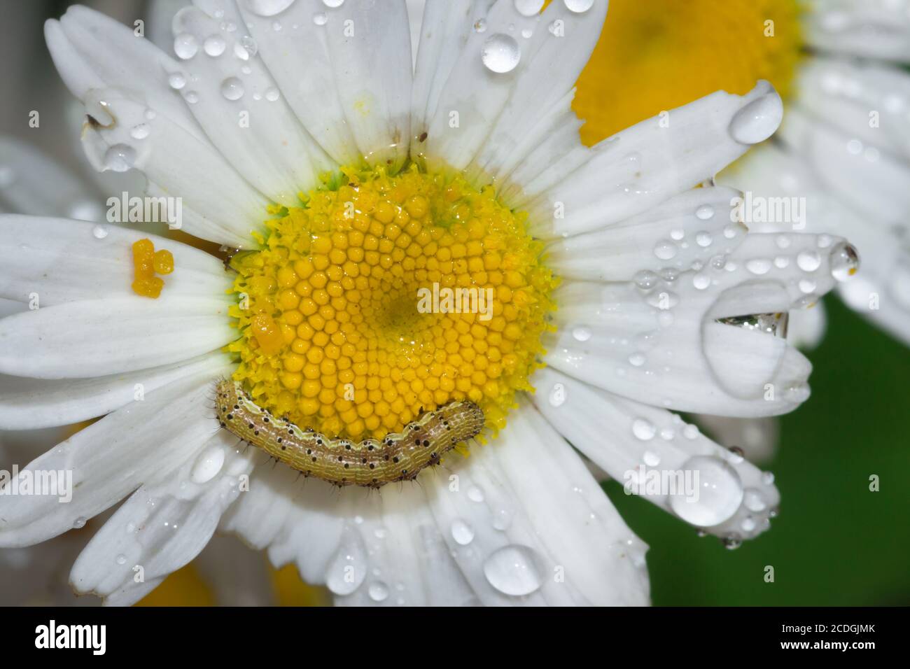 Brown hairy caterpillar on a yellow daisy flower cover in dew drops ...