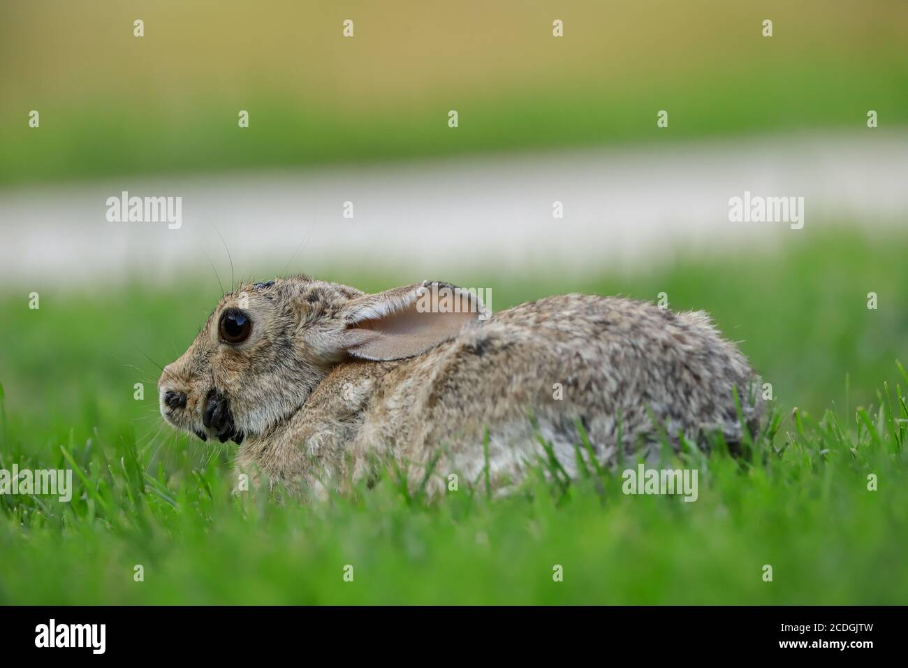 Rabbit With Shope Papilloma Virus