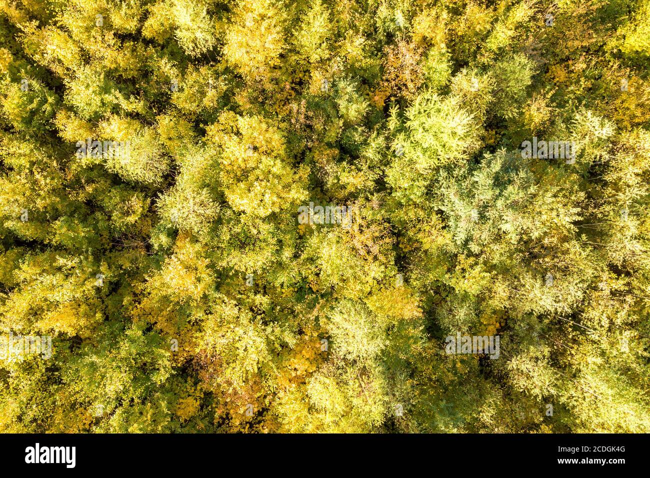 Top down aerial view of green and yellow canopies in autumn forest with ...