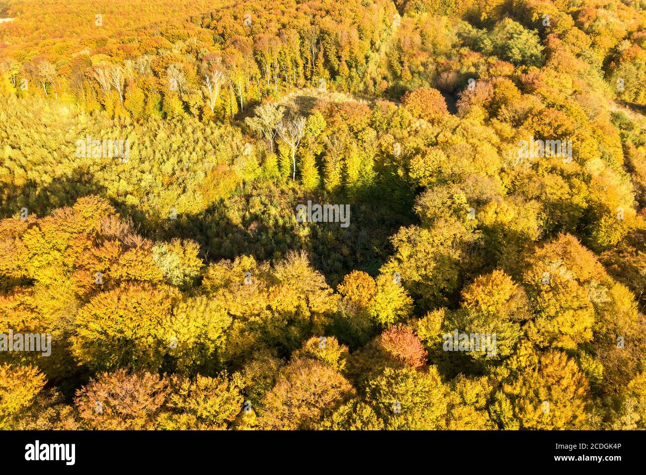 Top down aerial view of green and yellow canopies in autumn forest with ...