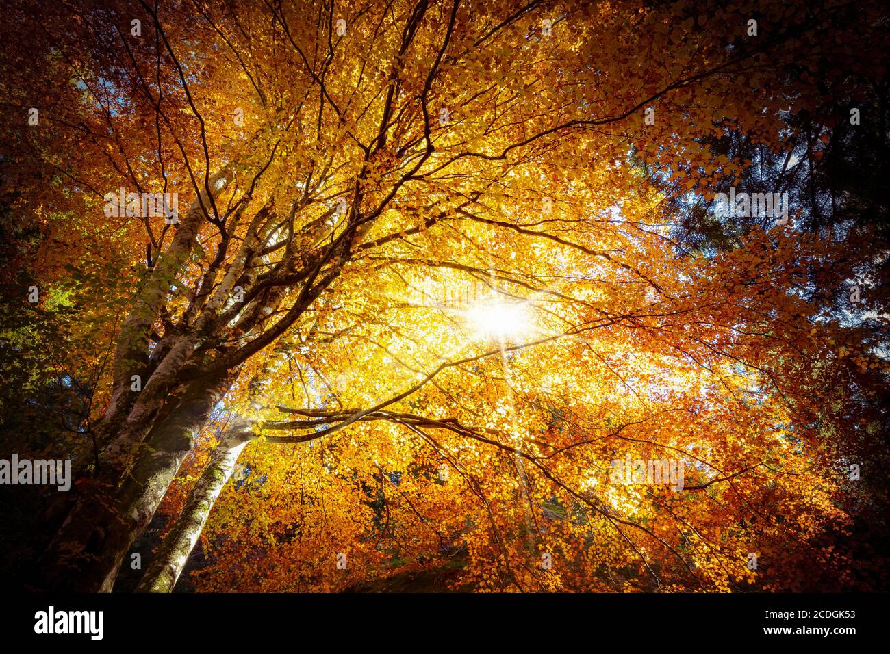 Forest with sunbeams hi-res stock photography and images - Alamy