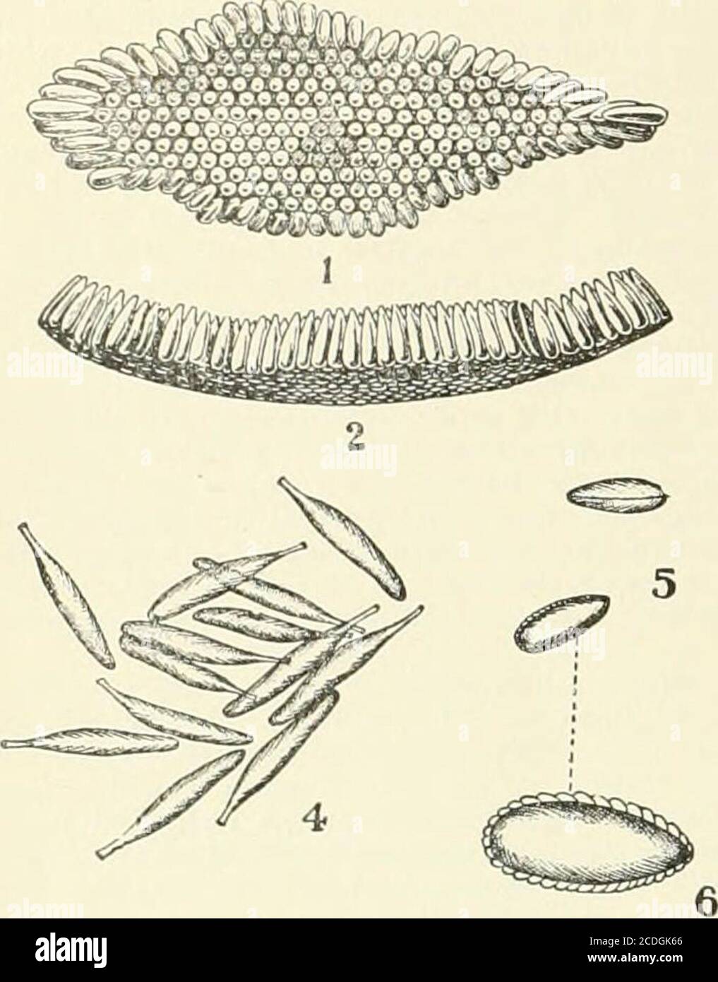 Maxillary palp mosquito hi-res stock photography and images - Alamy