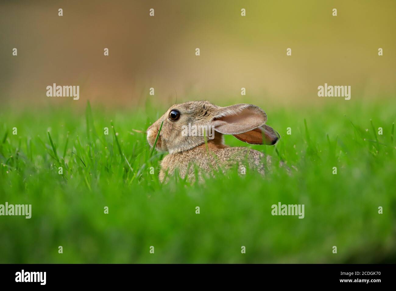 Wild rabbit sitting low in the grass Stock Photo - Alamy